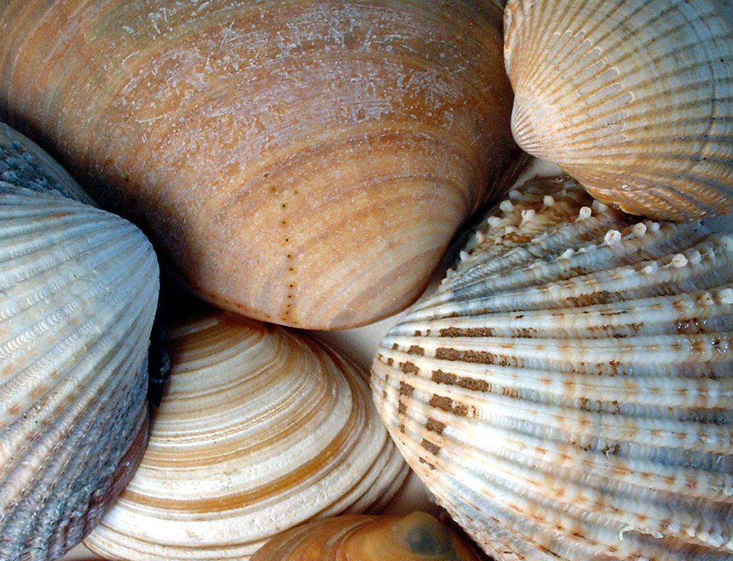 Download your 60 Seaside Shore-nanigans marine pack | North Wales ...