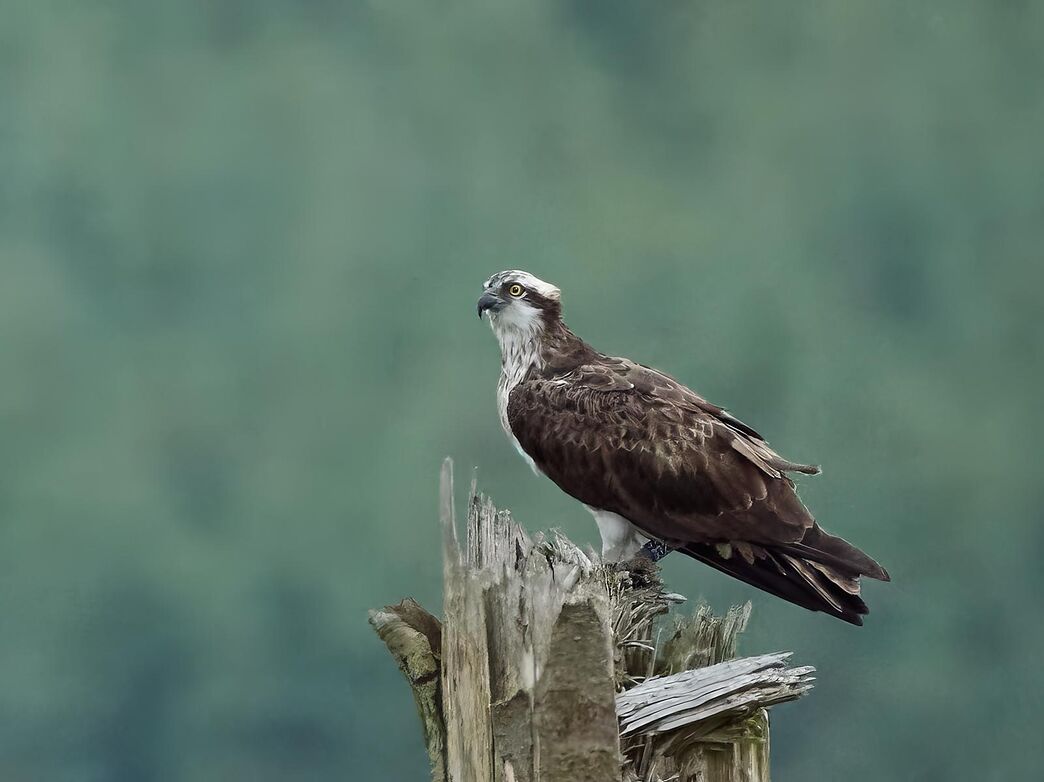 Ospreys at Llyn Brenig | North Wales Wildlife Trust