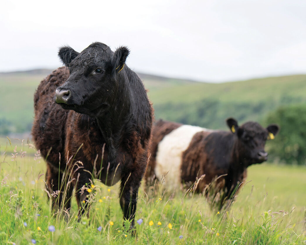Galwad Farm Advisory Service | North Wales Wildlife Trust