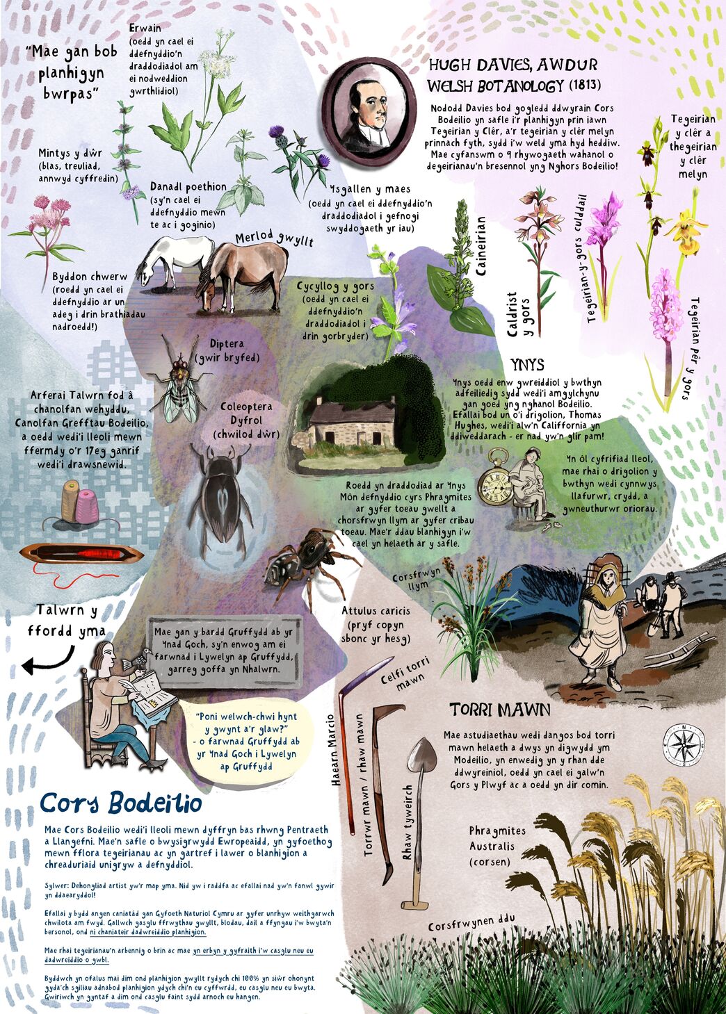 Wetland wonders at Corsydd Calon Môn | North Wales Wildlife Trust