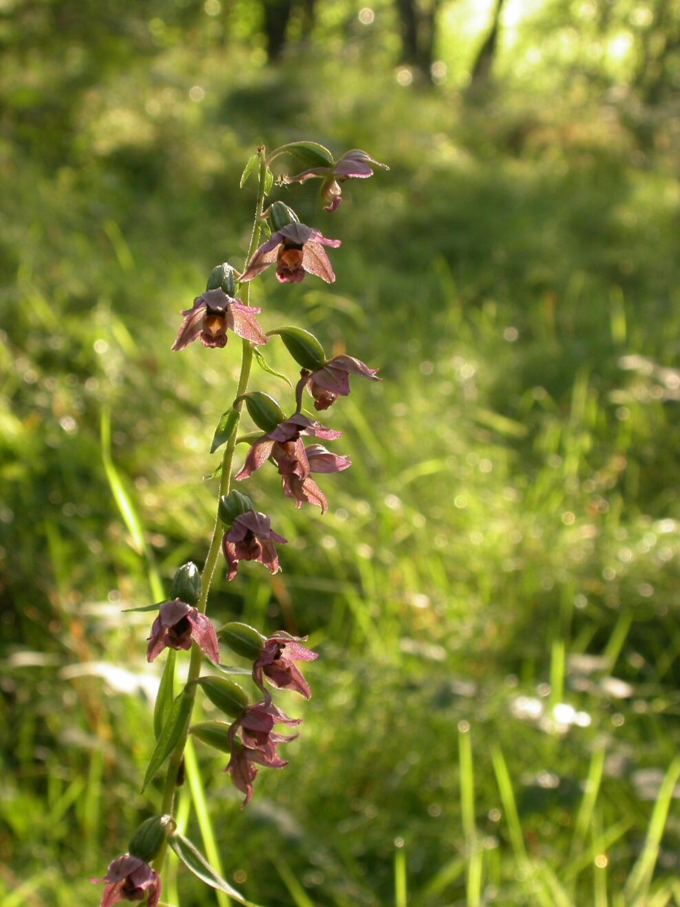 Orchids | North Wales Wildlife Trust