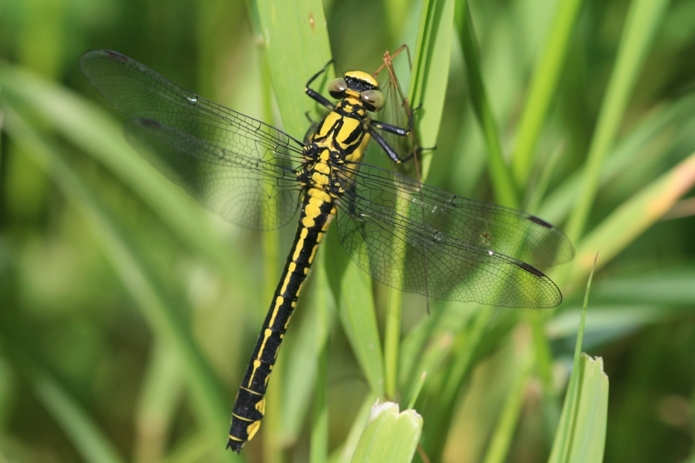 Dragonflies and damselflies | North Wales Wildlife Trust