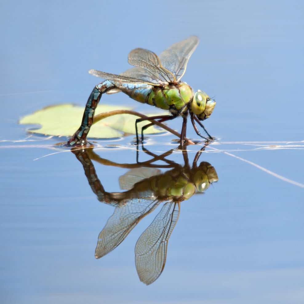 Dragonflies and damselflies | North Wales Wildlife Trust