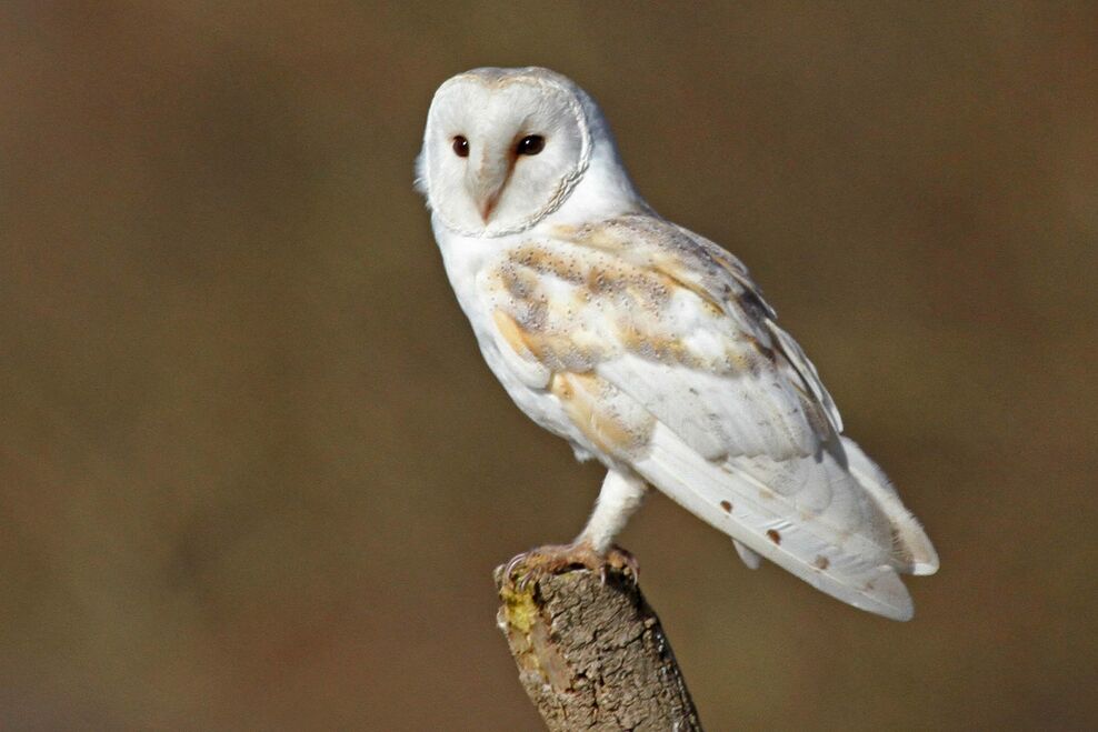 Anglesey Fens, Making a Splash in 2019! | North Wales Wildlife Trust