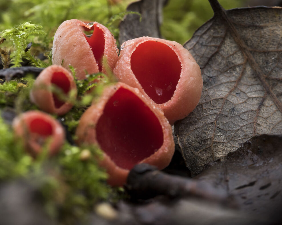 Fungi | North Wales Wildlife Trust