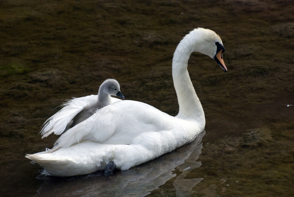 Saltmarshes and estuaries | North Wales Wildlife Trust