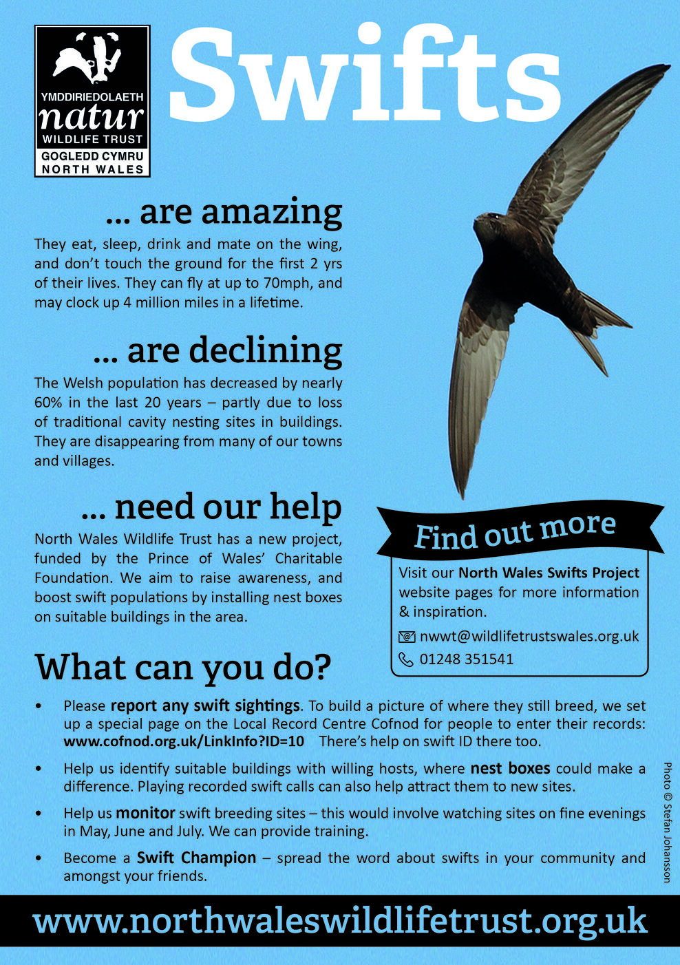 Swift Conservation project | North Wales Wildlife Trust