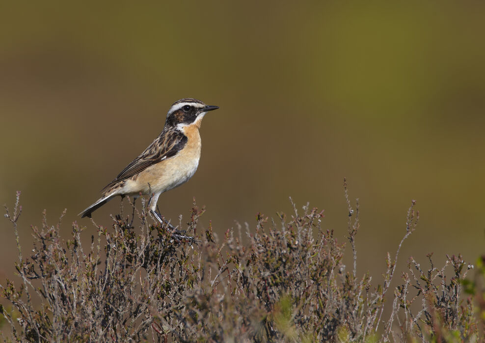 Heather | North Wales Wildlife Trust