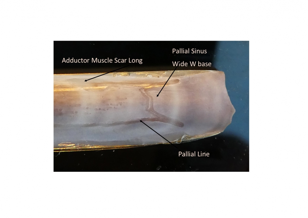 A razor wreck mystery solved | North Wales Wildlife Trust