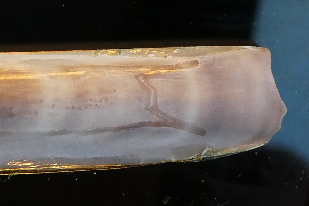 A razor wreck mystery solved | North Wales Wildlife Trust