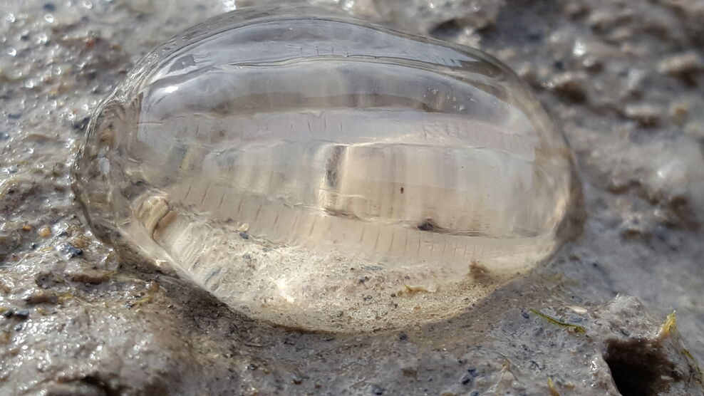 Spring in the sea | North Wales Wildlife Trust
