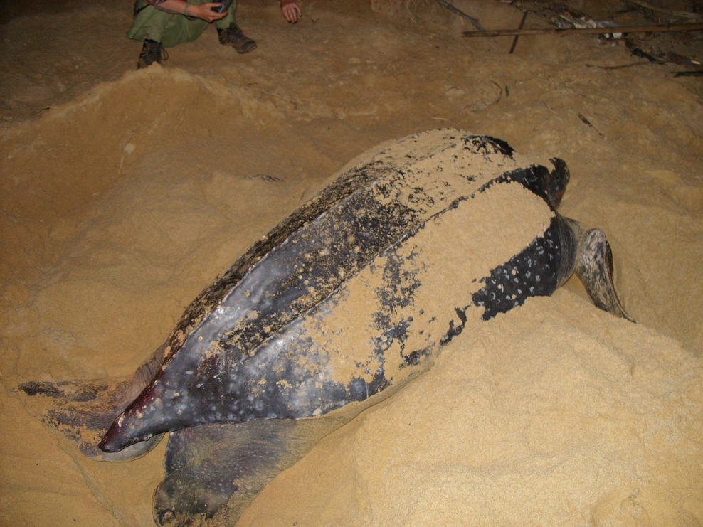Our Leatherbacks/Crwbanod môr cefn-lledr ni | North Wales Wildlife Trust