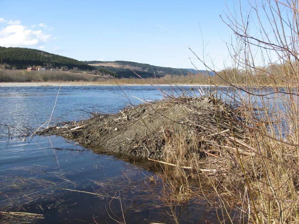 Welsh Beaver Project | North Wales Wildlife Trust