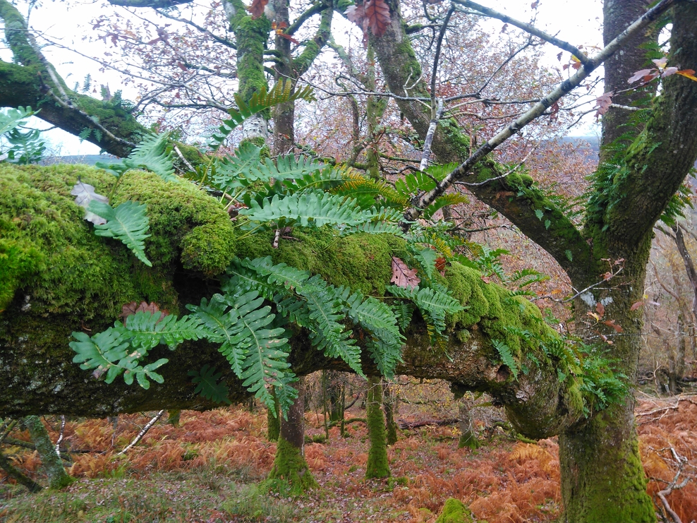 Bryn Ifan Appeal | North Wales Wildlife Trust