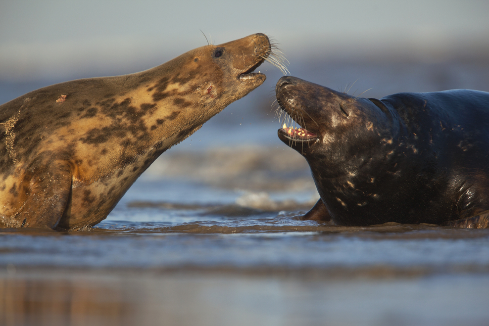 Grey seal - Mating | North Wales Wildlife Trust