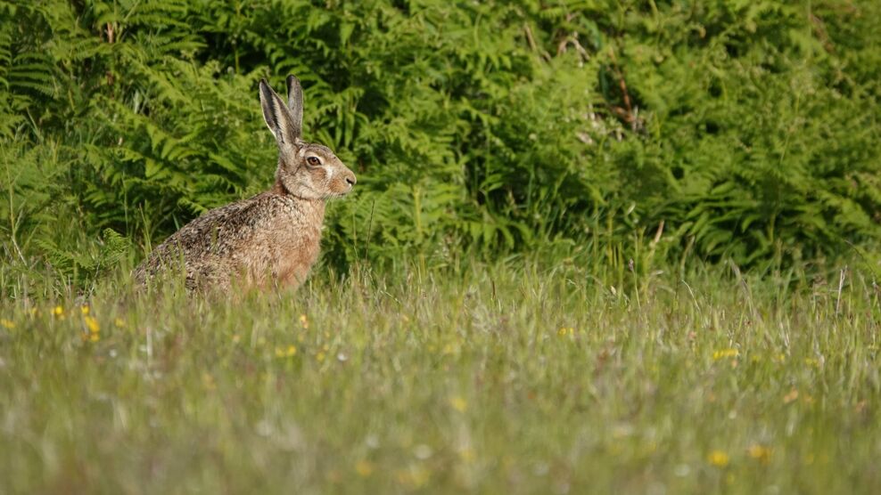 Discover terns at Cemlyn | North Wales Wildlife Trust