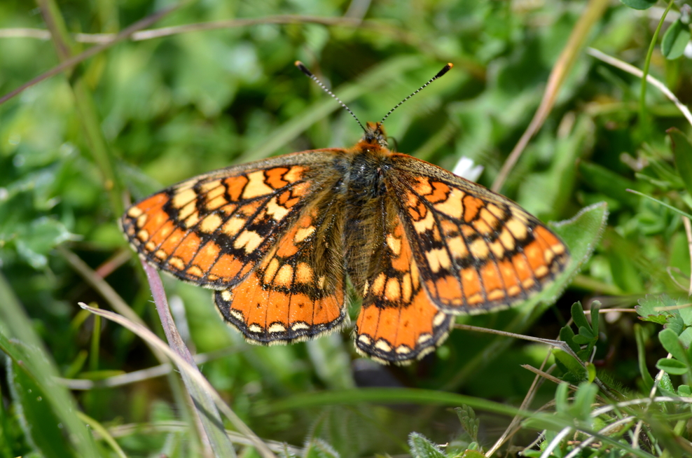 Bryn Ifan | North Wales Wildlife Trust