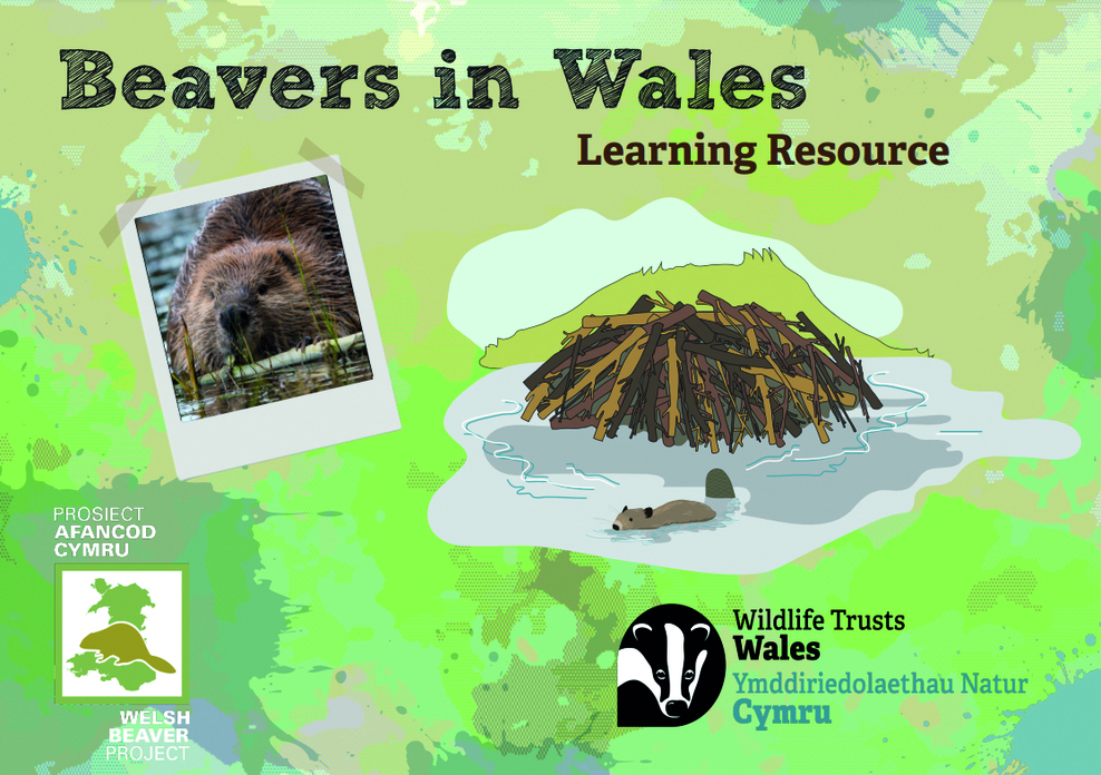 Primary school beaver education resource | North Wales Wildlife Trust