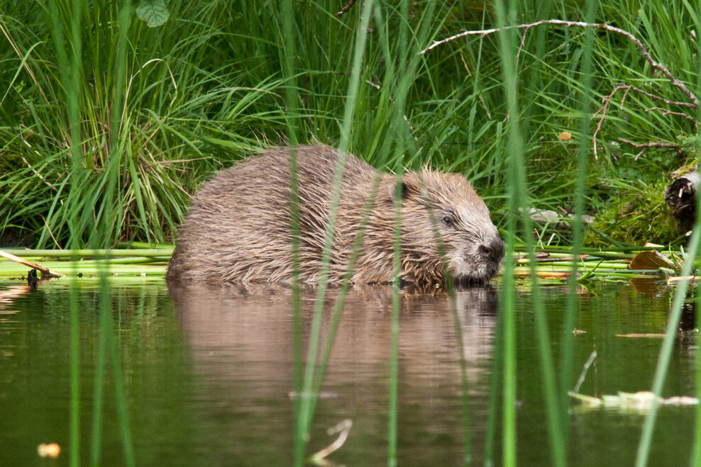 Beavers to become a protected species in Wales | North Wales Wildlife Trust