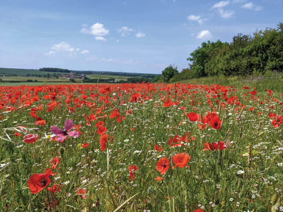 Galwad Farm Advisory Service | North Wales Wildlife Trust