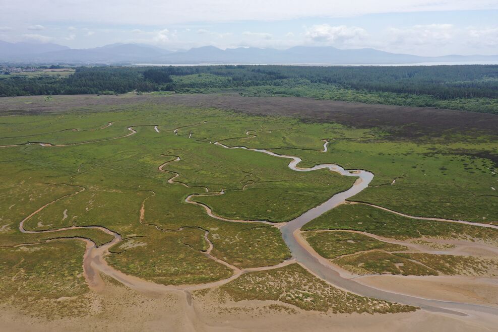 Saltmarsh in North Wales | North Wales Wildlife Trust