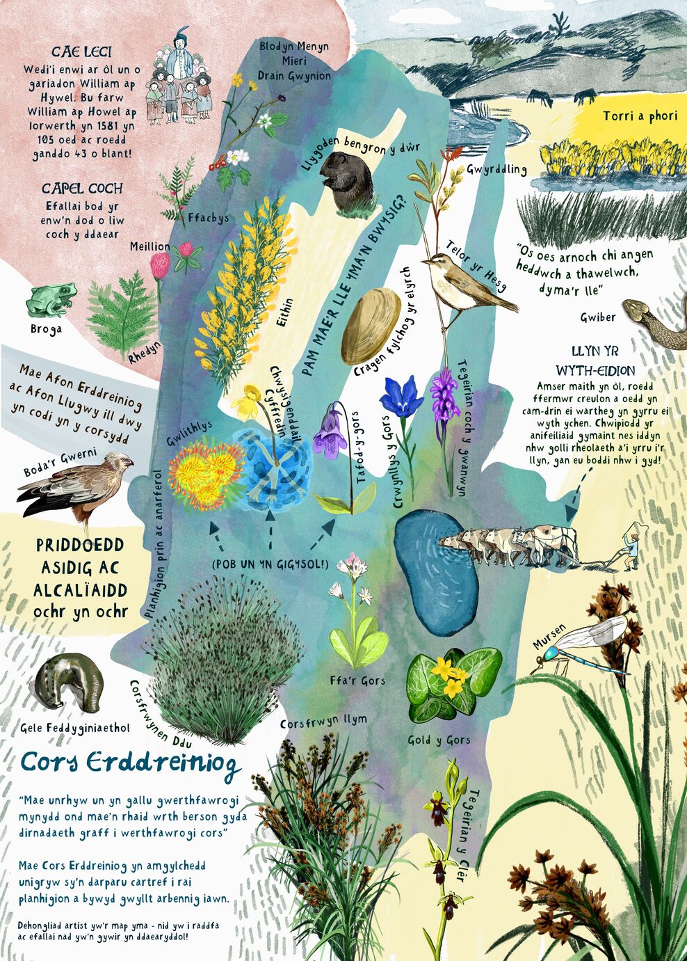 Wetland wonders at Corsydd Calon Môn | North Wales Wildlife Trust