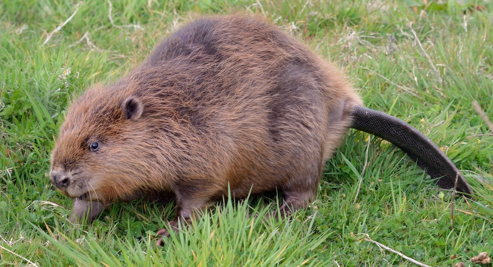 Welsh Beaver Project | North Wales Wildlife Trust
