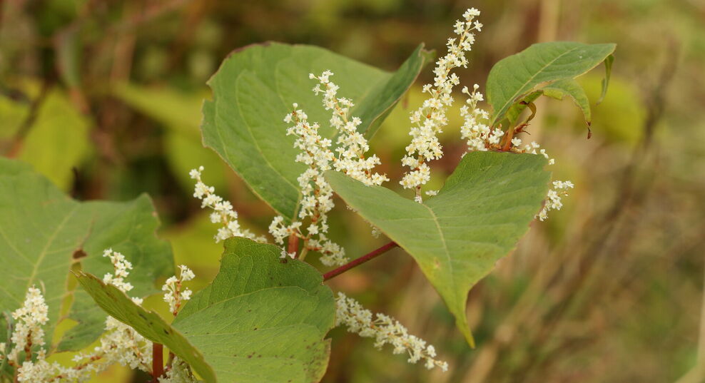 Invasive Species Week: 20th -26th May 2024 | North Wales Wildlife Trust