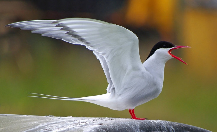 Terns | North Wales Wildlife Trust