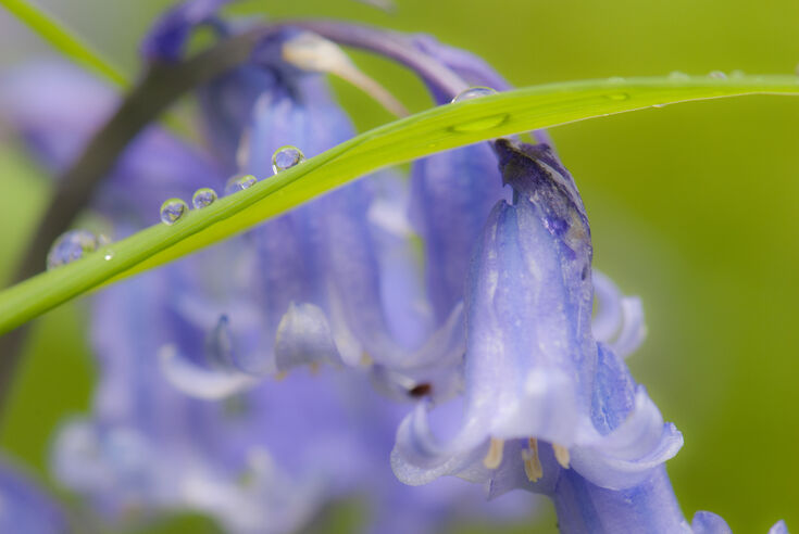 Where to see bluebells | North Wales Wildlife Trust