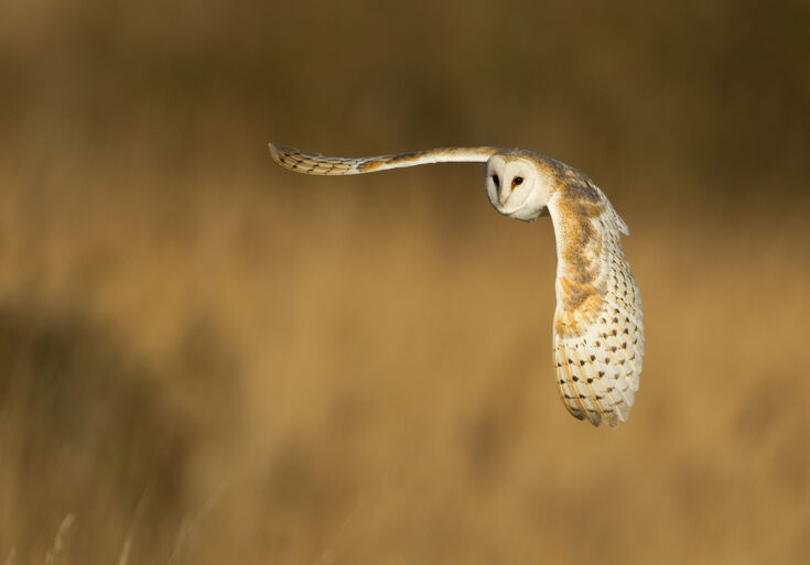 Barn owls | North Wales Wildlife Trust