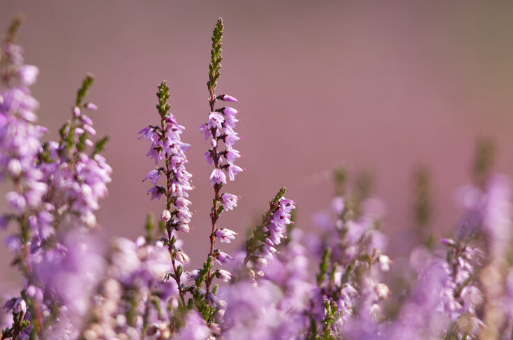 Heather | North Wales Wildlife Trust