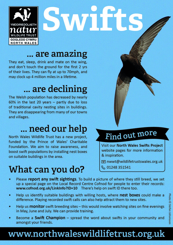Swift Conservation project | North Wales Wildlife Trust