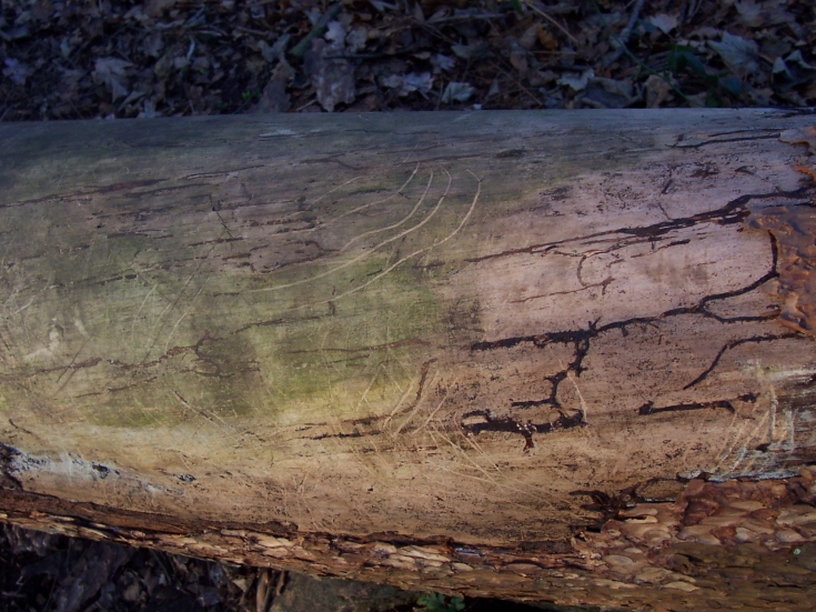 Badgers back in residence! | North Wales Wildlife Trust