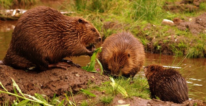 Welsh Beaver Project | North Wales Wildlife Trust
