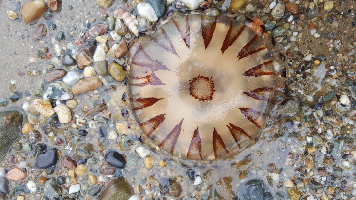 Spring in the sea | North Wales Wildlife Trust