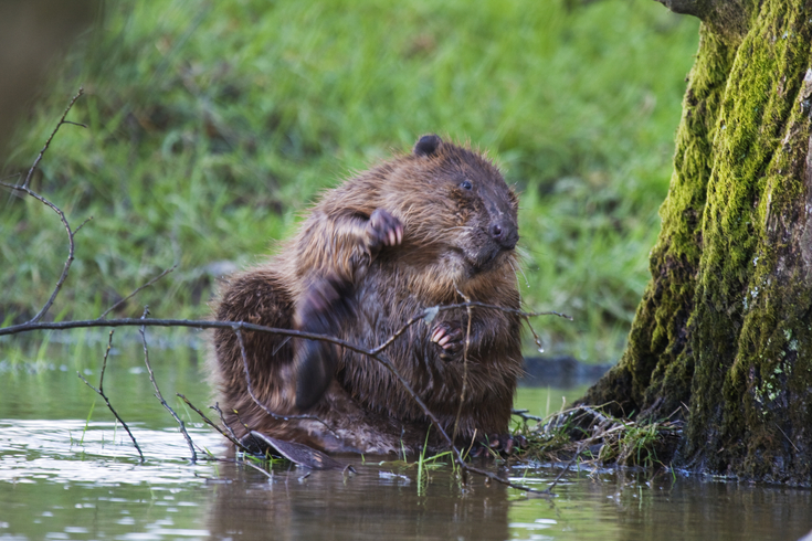 Welsh Beaver Project | North Wales Wildlife Trust