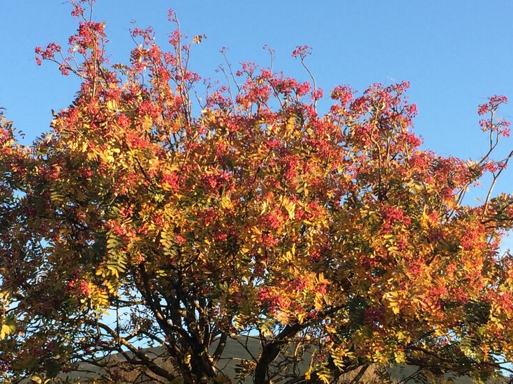 Plant trees and hedges | North Wales Wildlife Trust