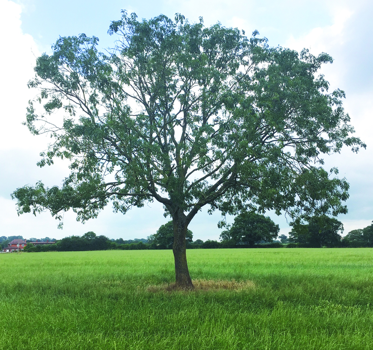 Managing ash dieback on NWWT nature reserves | North Wales Wildlife Trust