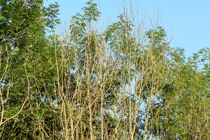 Managing ash dieback on NWWT nature reserves | North Wales Wildlife Trust