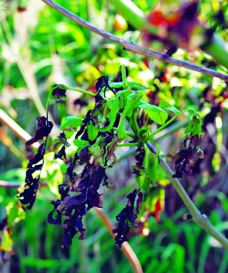 Managing ash dieback on NWWT nature reserves | North Wales Wildlife Trust