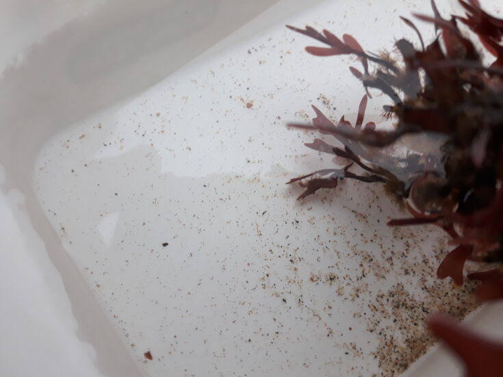 Shoresearch intertidal surveys - Feb 2023 | North Wales Wildlife Trust