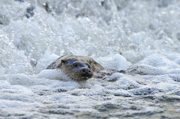 Protecting one of Eryri's most iconic waterfalls | North Wales Wildlife ...
