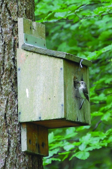 Get boxing! | North Wales Wildlife Trust