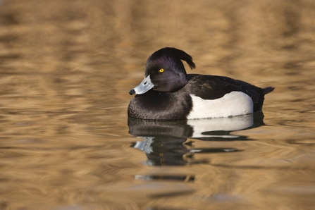 How to identify diving ducks | North Wales Wildlife Trust
