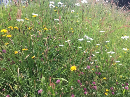 Create your own meadow or wildflower patch | North Wales Wildlife Trust