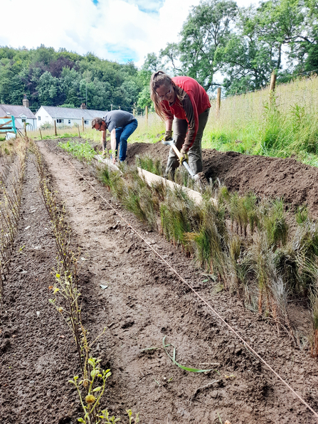 Tree nursery creation using a traditional lining-out Board planting ...