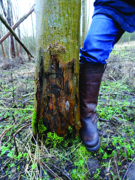 Managing ash dieback on NWWT nature reserves | North Wales Wildlife Trust