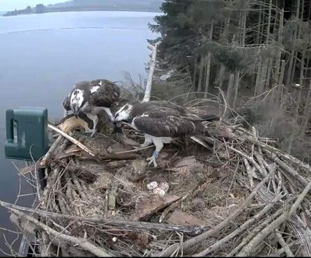 Ospreys at Llyn Brenig | North Wales Wildlife Trust