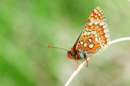 Bryn Ifan | North Wales Wildlife Trust